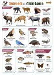 List of Animals That Live in Montana - And Its State Animals (Photos)