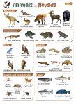 List of Animals That Live in Nevada - And Its State Animals (Photos)