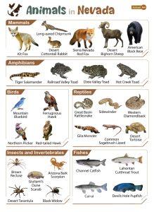 List of Animals That Live in Nevada - And Its State Animals (Photos)