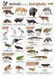 Animals That Live in the Everglades - List, Pictures, Chart and More