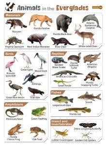 Animals That Live in the Everglades - List, Pictures, Chart and More