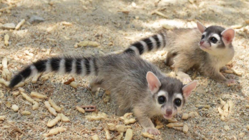 Cacomistle - Facts, Habitat, Conservation, Diet, and Pictures
