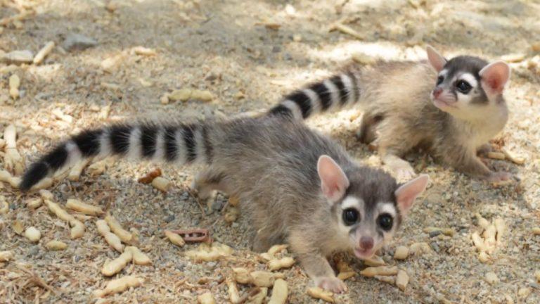 Cacomistle - Facts, Habitat, Conservation, Diet, and Pictures