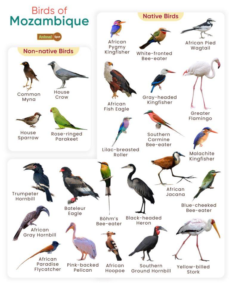 List of Birds Found in Mozambique with Pictures