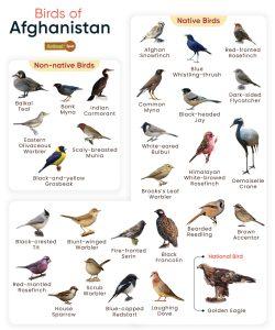 List of Birds Found in Afghanistan with Pictures
