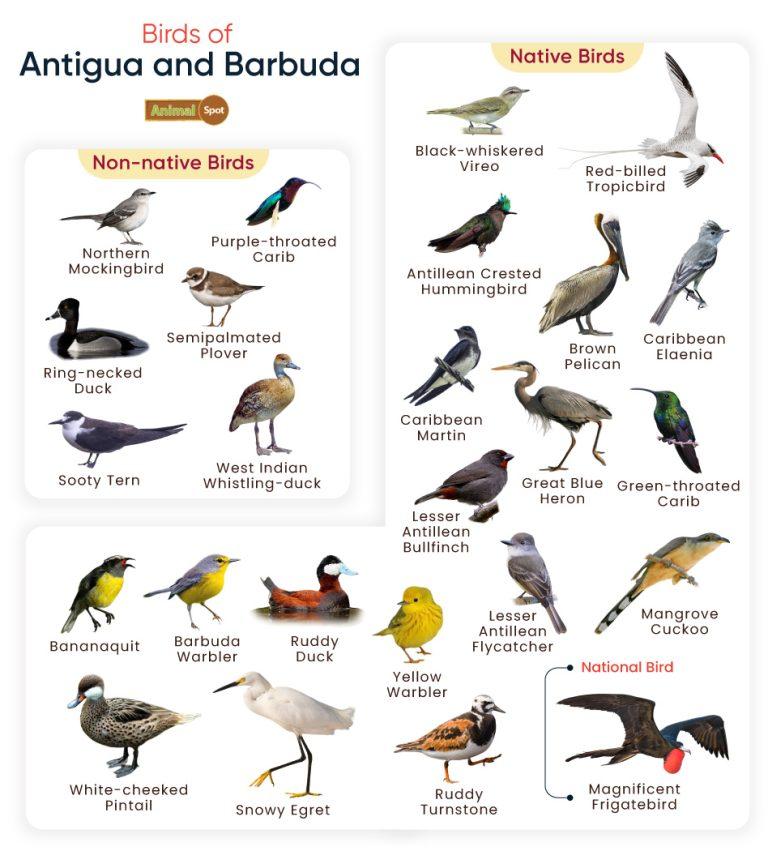 List of Birds Found in Grenada with Pictures