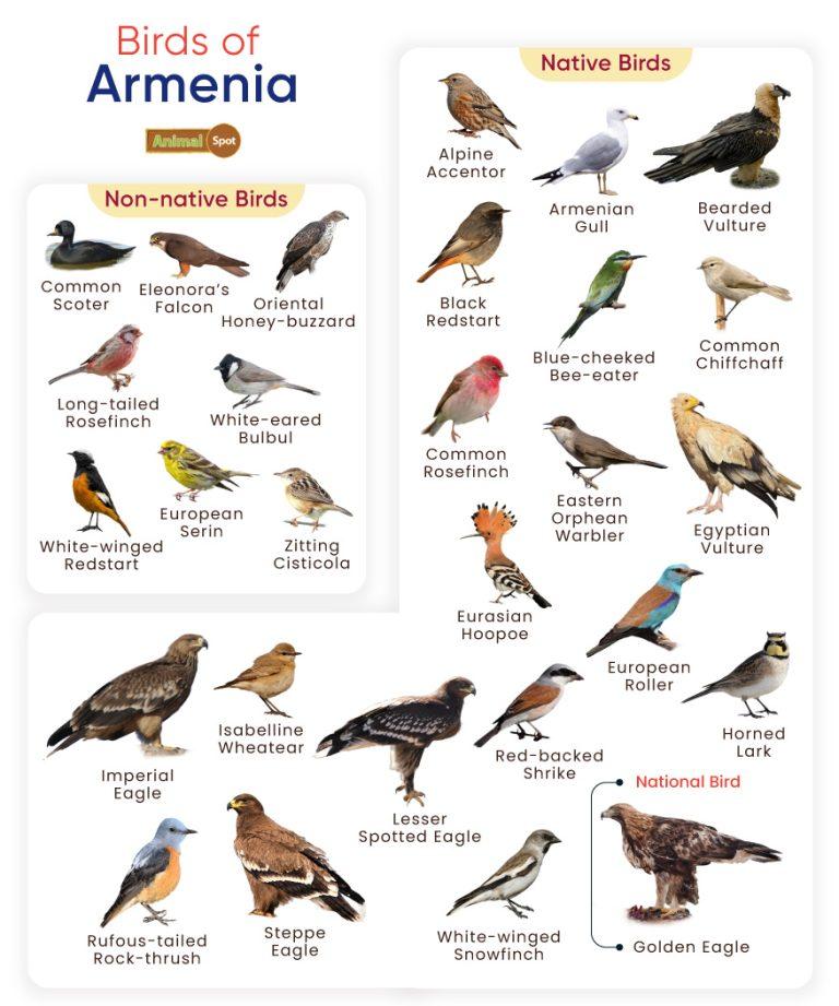 List of Birds Found in Armenia with Pictures