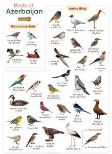 List of Birds Found in Azerbaijan with Pictures