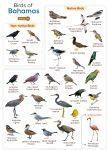 List of Birds Found in the Bahamas with Pictures