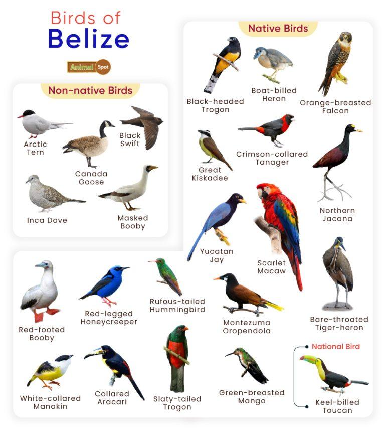 List of Birds Found in Belize with Pictures