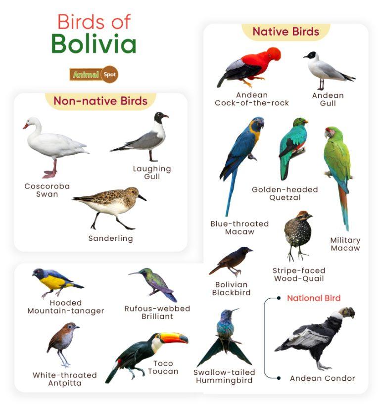 Birds That Start With O - List of Bird Names