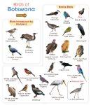List of Birds Found in Botswana with Pictures