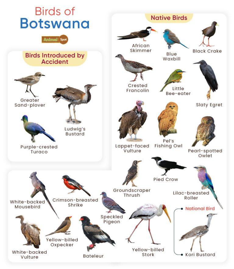 List of Birds Found in Botswana with Pictures