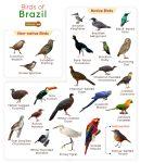 List of Birds Found in Brazil with Pictures
