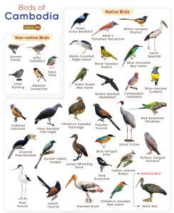 List of Birds Found in Cambodia with Pictures