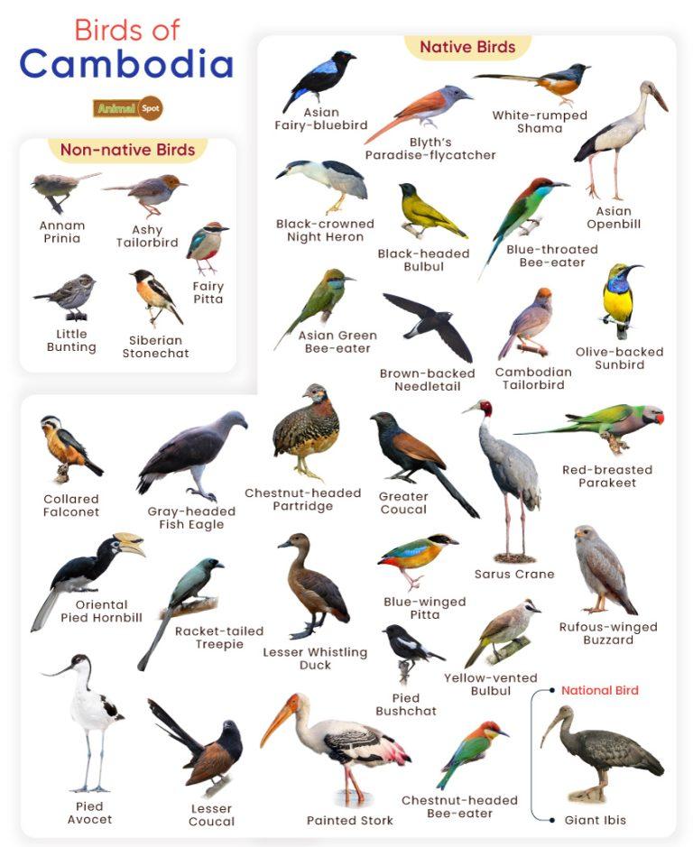List of Birds Found in Japan with Pictures