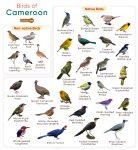 List of Birds Found in Cameroon with Pictures