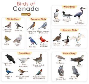 List of Birds Found in Canada with Pictures