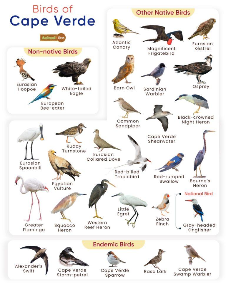 List of Birds Found in Cape Verde with Pictures