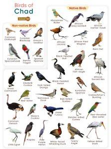 List of Birds Found in Chad with Pictures
