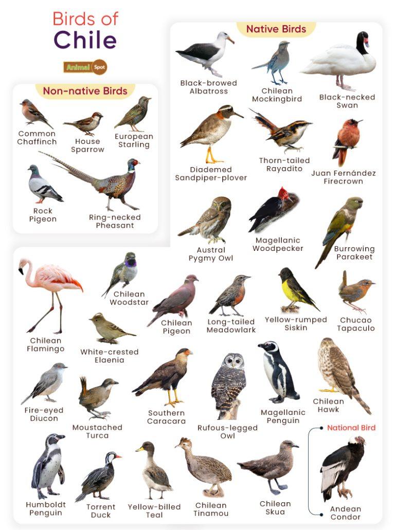 List of Birds Found in Chile with Pictures