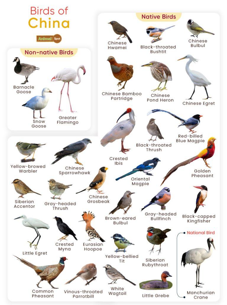 List of Birds Found in China with Pictures