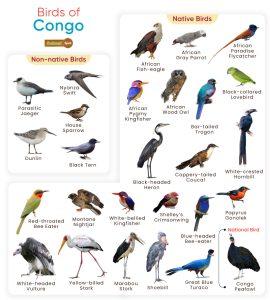 List of Birds Found in the Congo with Pictures