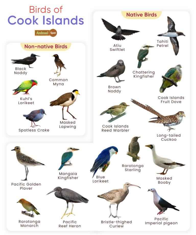 List of Birds Found in Samoa with Pictures