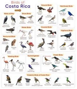 List of Birds Found in Costa Rica with Pictures