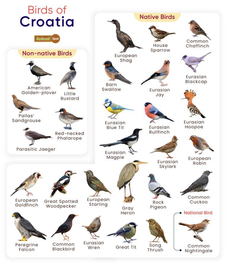 List of Birds Found in Spain with Pictures