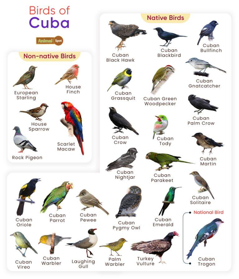 List of Birds Found in Cuba with Pictures