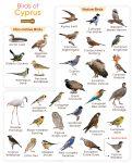 List of Birds Found in Cyprus with Pictures