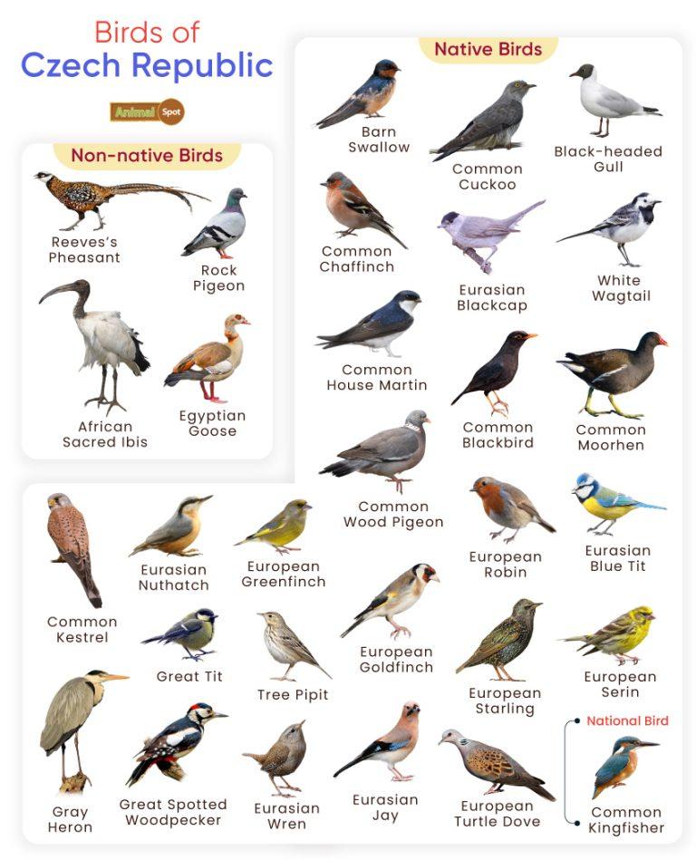 List of Birds Found in the Netherlands with Pictures