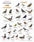 List of Birds Found in Denmark with Pictures