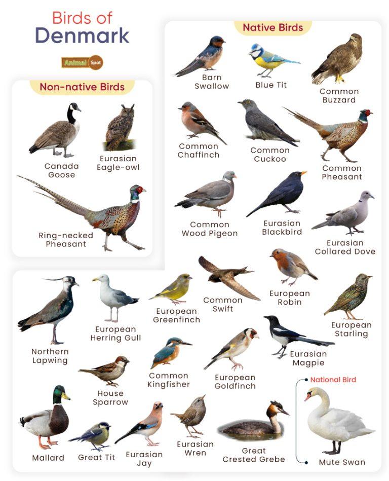 List of Birds Found in Denmark with Pictures