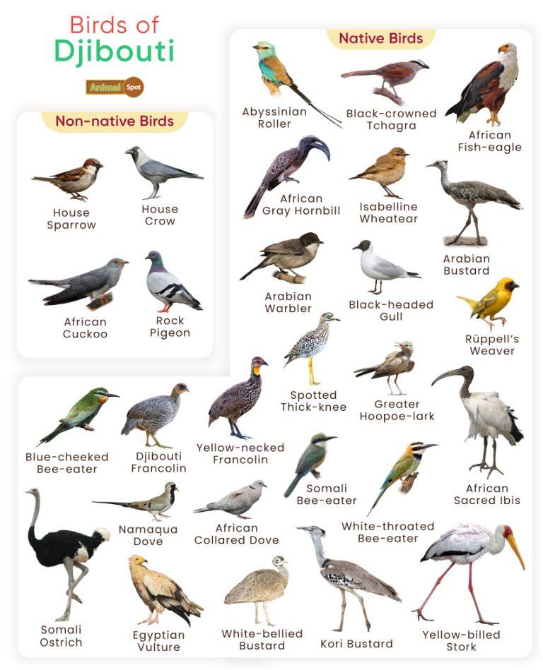 List of Birds Found in Djibouti with Pictures