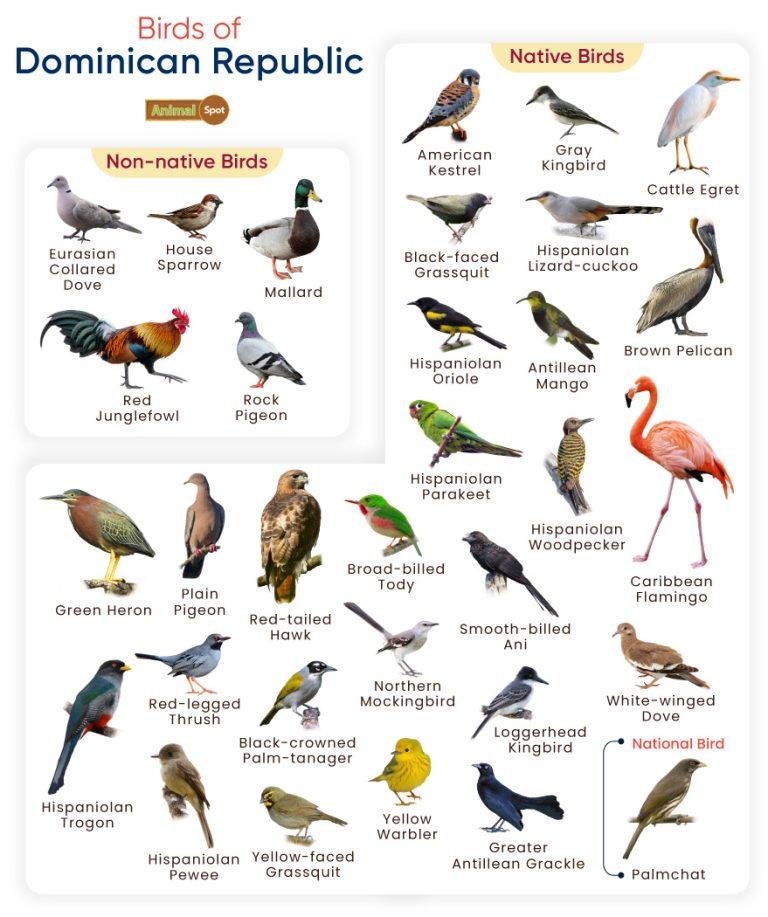 List of Birds Found in the Dominican Republic with Pictures