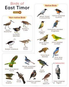 List of Birds Found in East Timor with Pictures