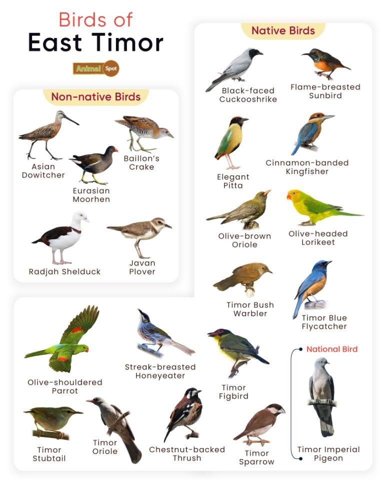 List of Birds Found in East Timor with Pictures