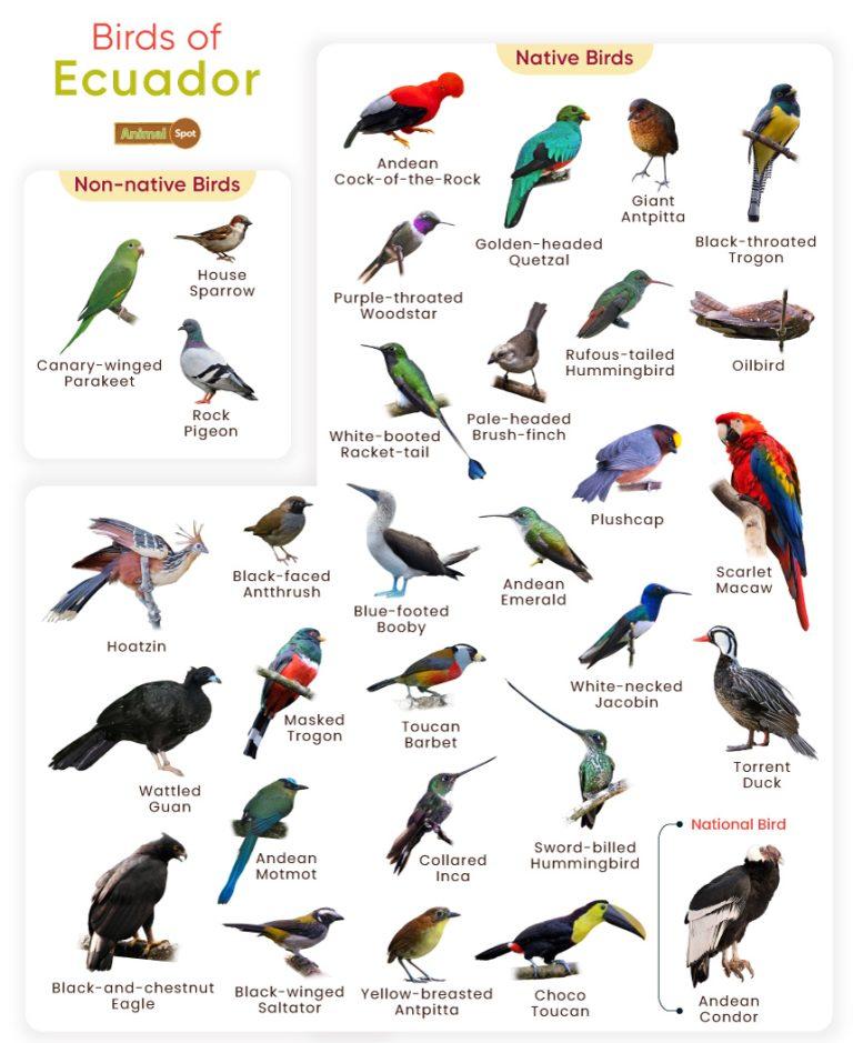 List of Birds Found in Chile with Pictures