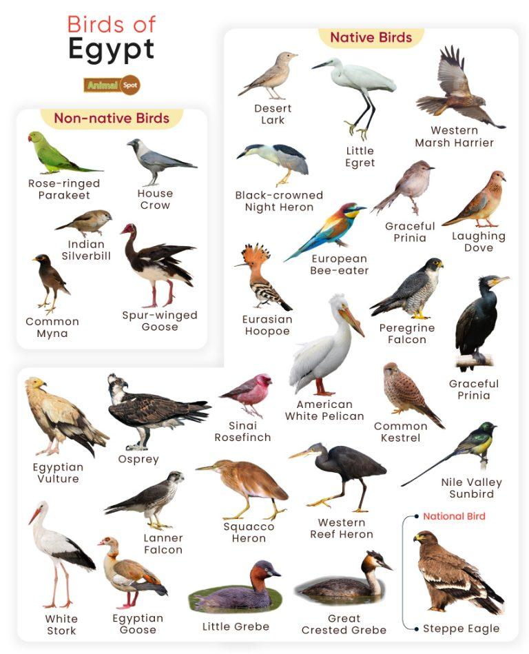 List of Birds Found in Egypt with Pictures List of Birds Found in Egypt with Pictures