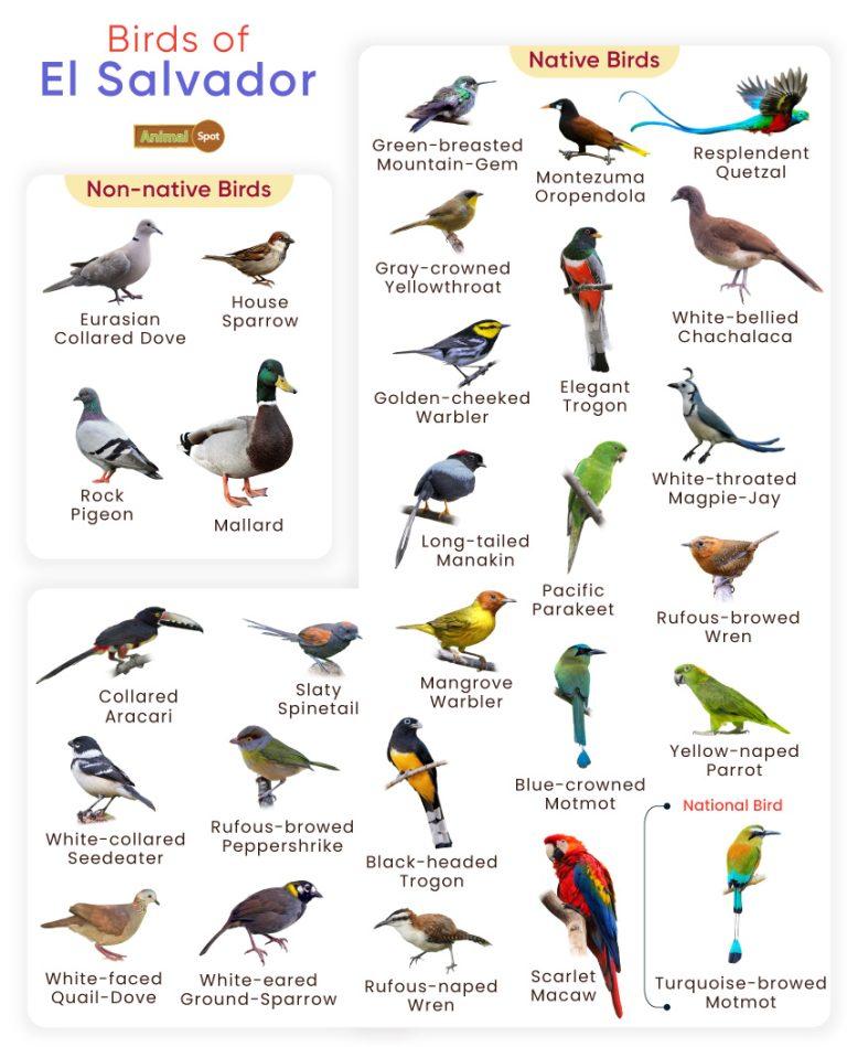 List of Birds Found in El Salvador with Pictures