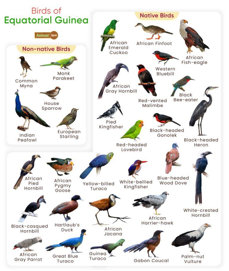 Green Birds – Facts, List, Pictures, and More