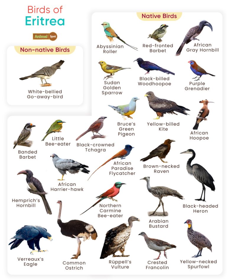 List of Birds Found in Somalia with Pictures