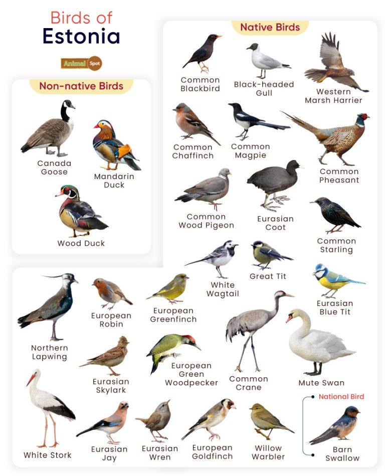 White Birds – Facts, List, Pictures, and More