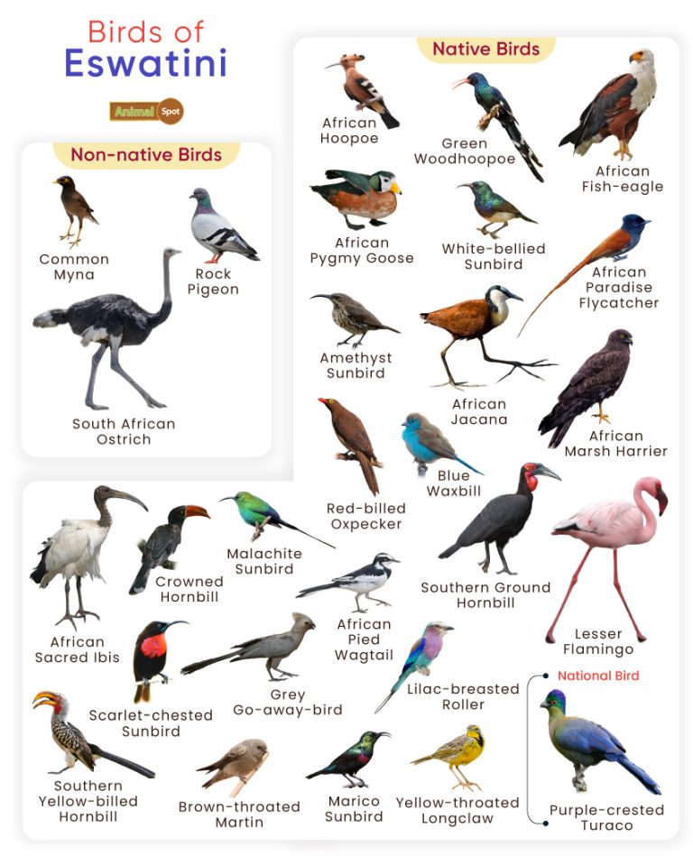 List of Birds Found in Kenya with Pictures
