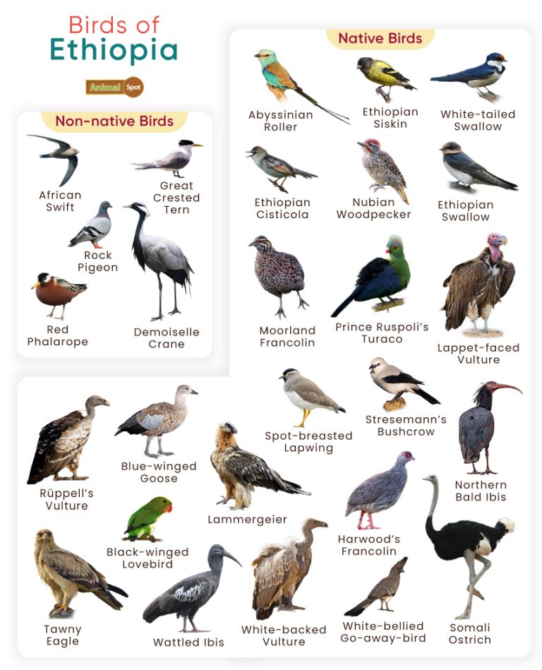 List of Birds Found in China with Pictures