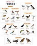 List of Birds Found in France with Pictures