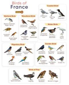 List of Birds Found in France with Pictures
