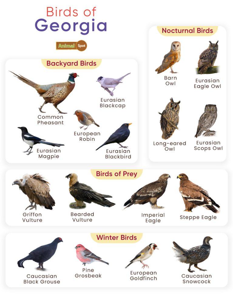List of Birds Found in Georgia with Pictures